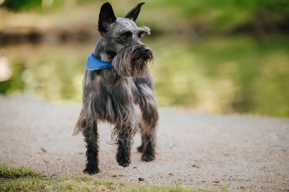 Funny Looking Dog Breeds - Discover the Quirkiest and Most Unique Canines