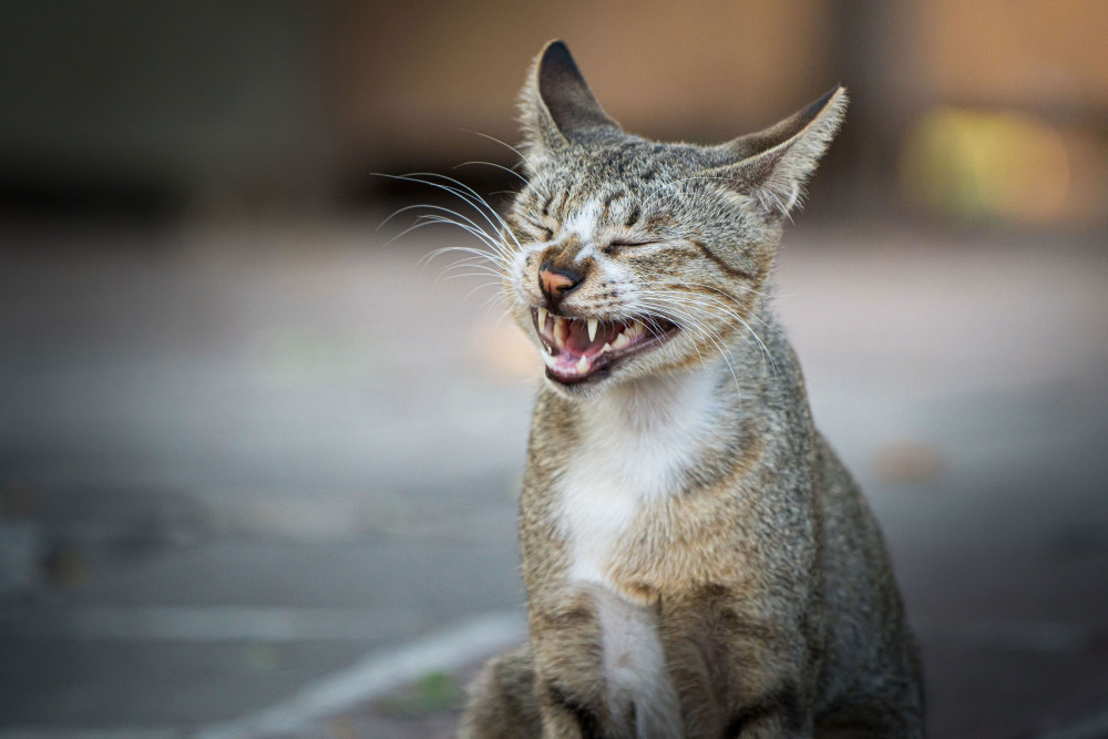 Flehmen Response in Cats: Decoding Feline Sensory Behavior