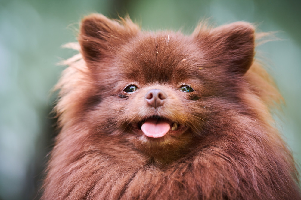 Funny Looking Dog Breeds - Discover the Quirkiest and Most Unique Canines