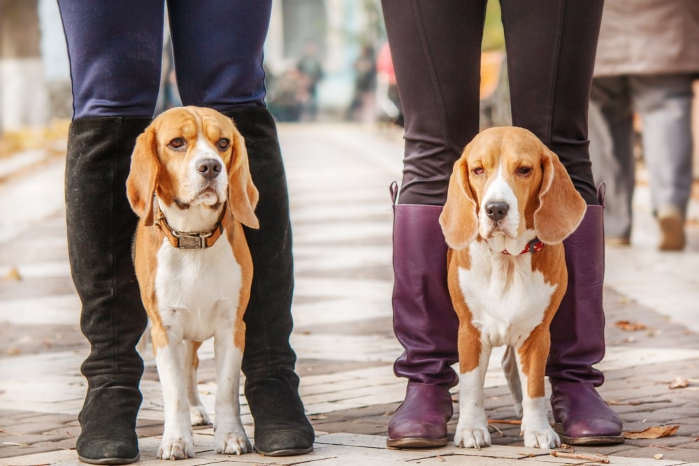 Are Beagles Intelligent? Understanding the Smart Nature of Beagles