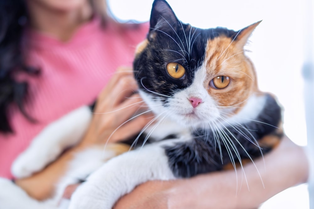 Understanding Feline Immunodeficiency Virus (FIV) - Symptoms, Treatment ...